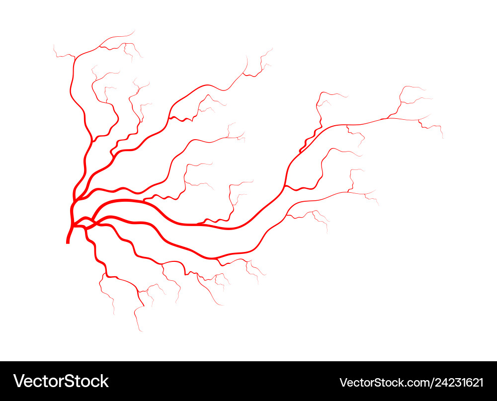 Human veins red blood vessels design isolated Vector Image