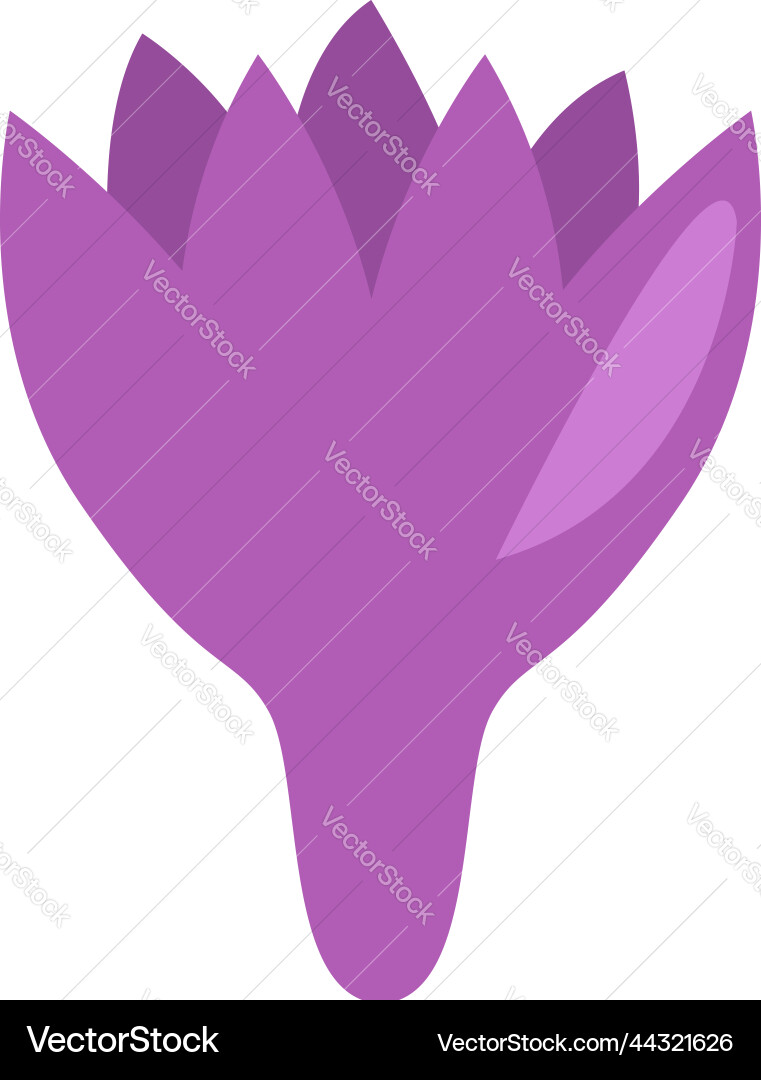 Purple saffron flower on a white background Vector Image