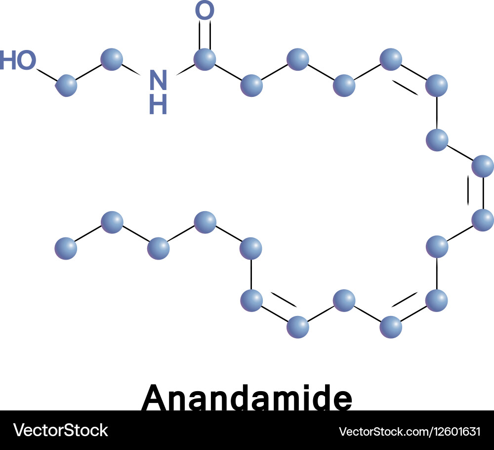 Anandamide fatty acid neurotransmitter d Vector Image