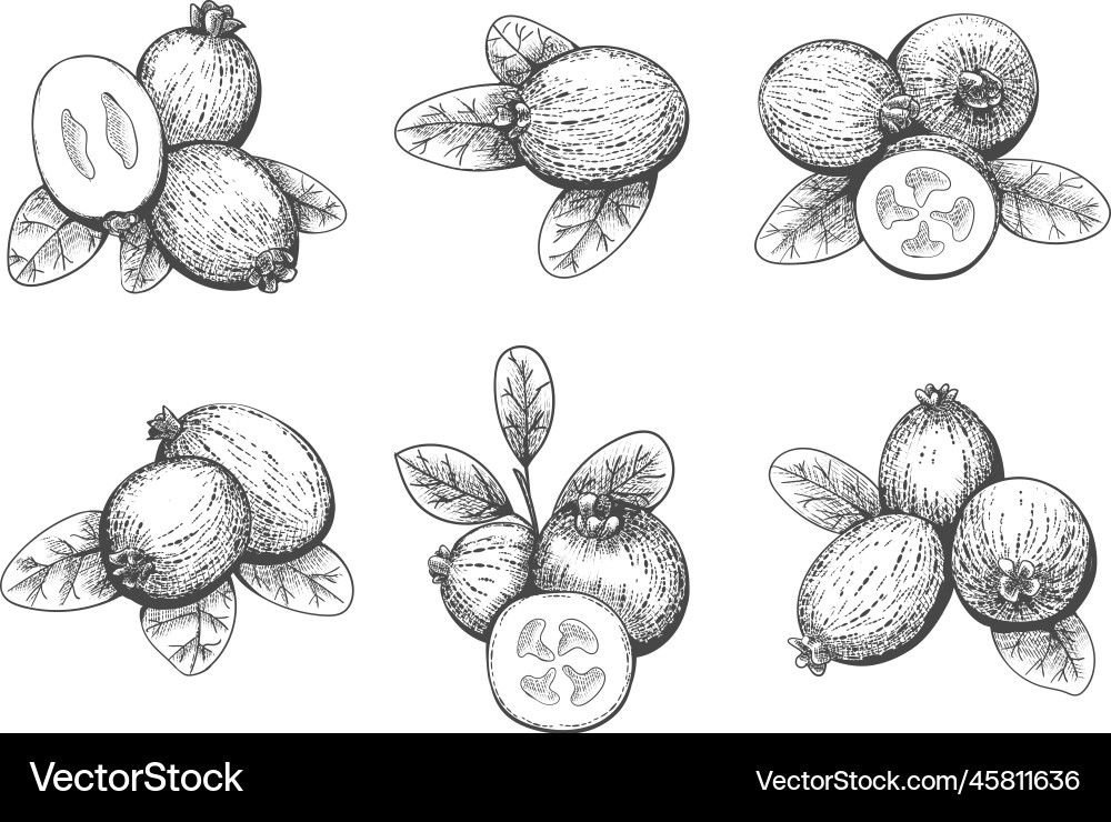 Feijoa sellowiana engraving Royalty Free Vector Image