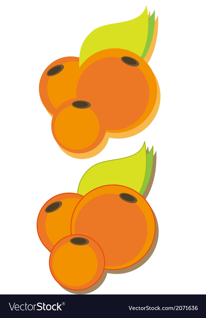 Orange Royalty Free Vector Image - VectorStock