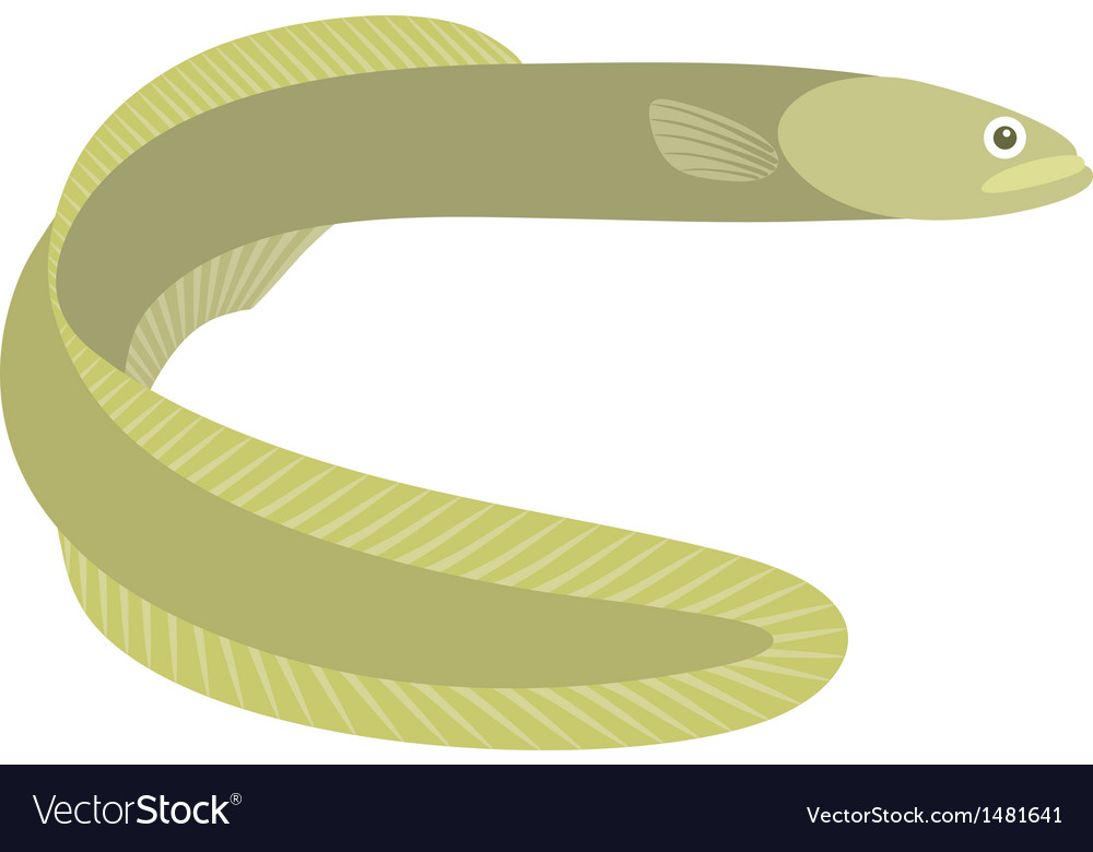 Eel Royalty Free Vector Image - VectorStock