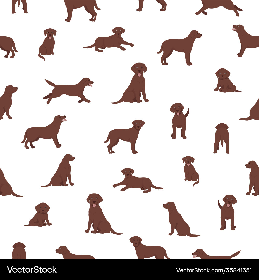Labrador retriever dogs in different poses Vector Image