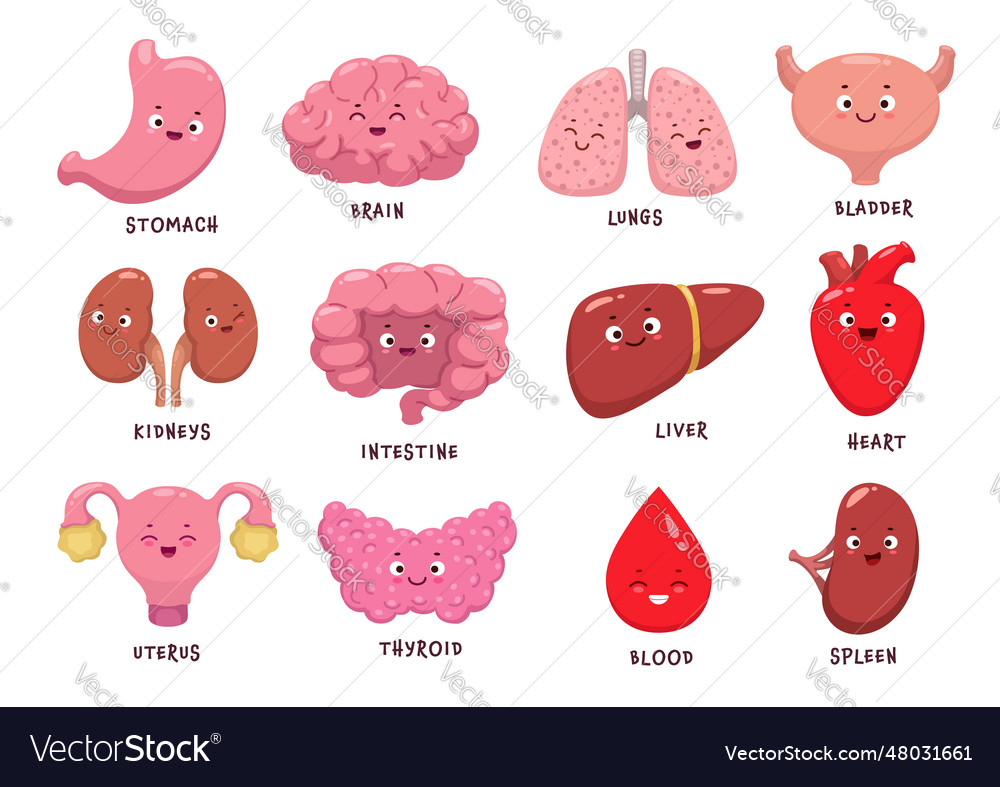 Cartoon human body organ characters funny anatomy Vector Image