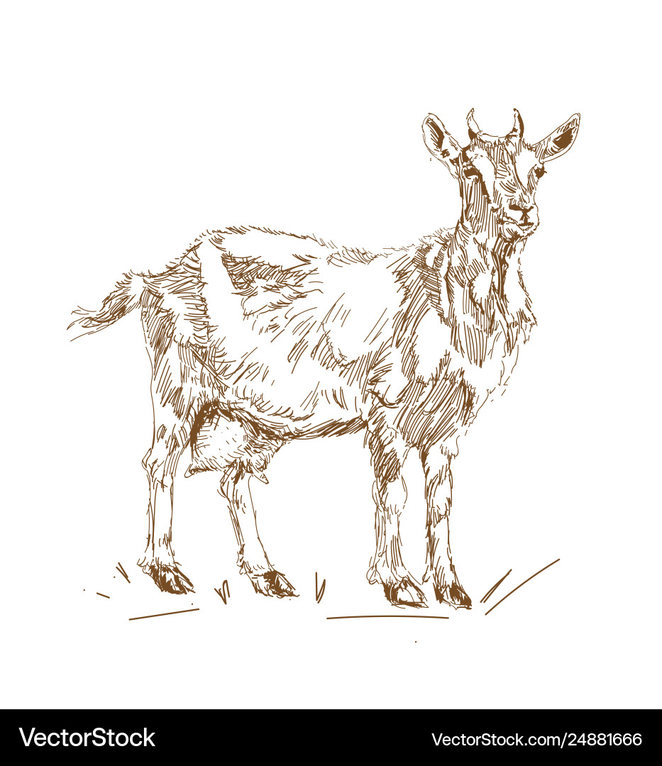 In vintage style goats Royalty Free Vector Image