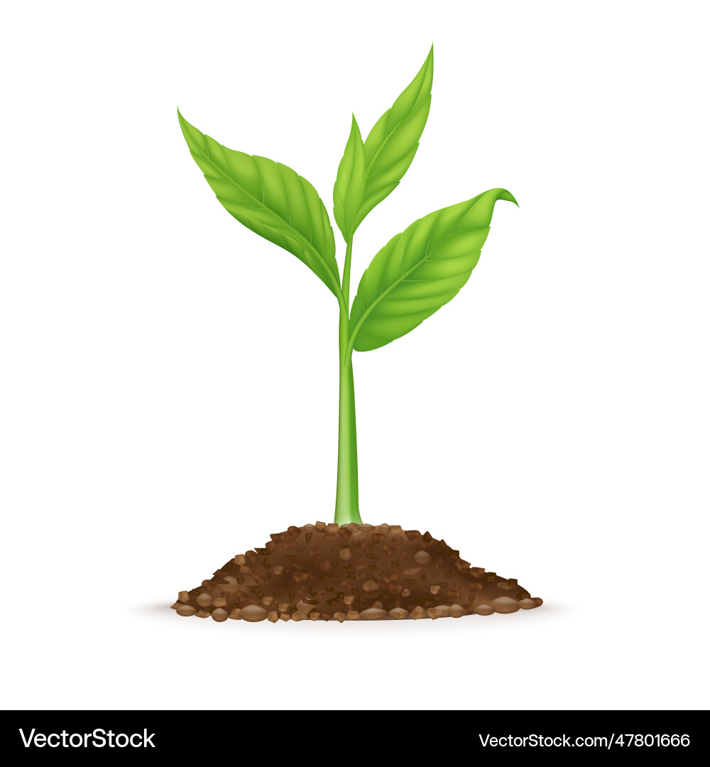 Seedling growing from fertile ground Royalty Free Vector