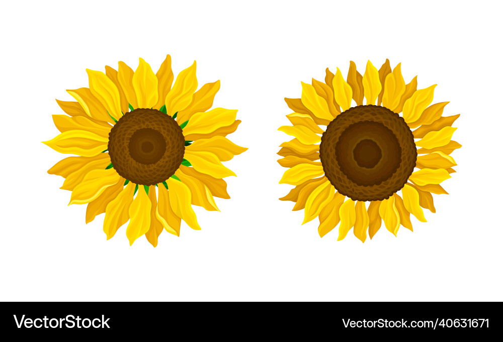 Blooming sunflowers set botanical floral design Vector Image