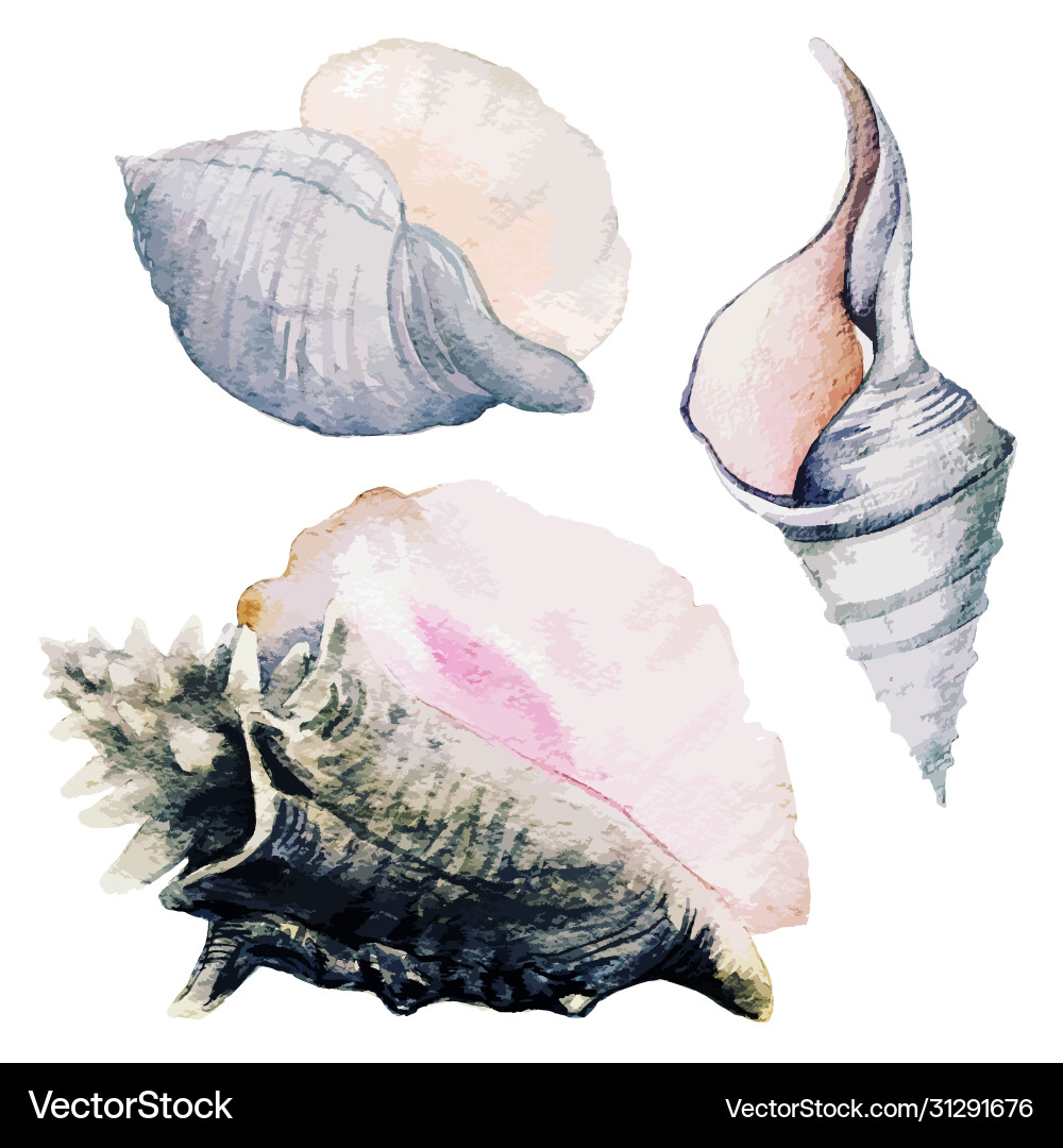 Set three watercolor sea shells full color Vector Image