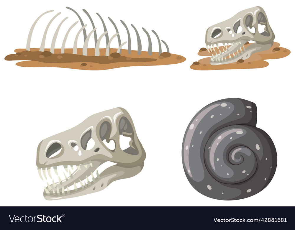 Set of different fossils isolated Royalty Free Vector Image