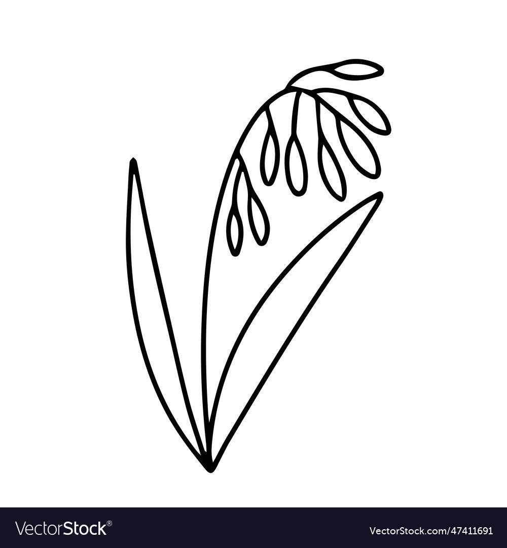 Hand drawn lily of the valley Royalty Free Vector Image