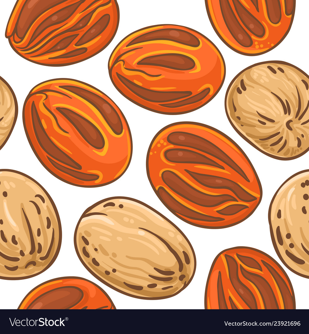 Nutmeg nuts pattern on white background Royalty Free Vector