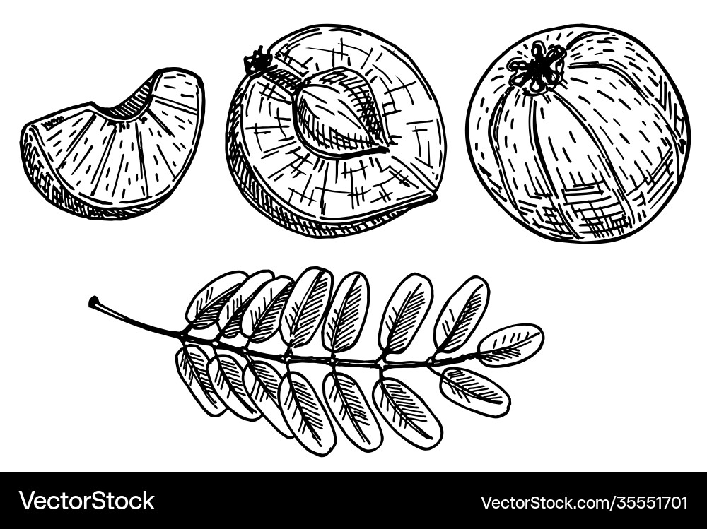Amla fruit or berries on white indian fresh ripe Vector Image