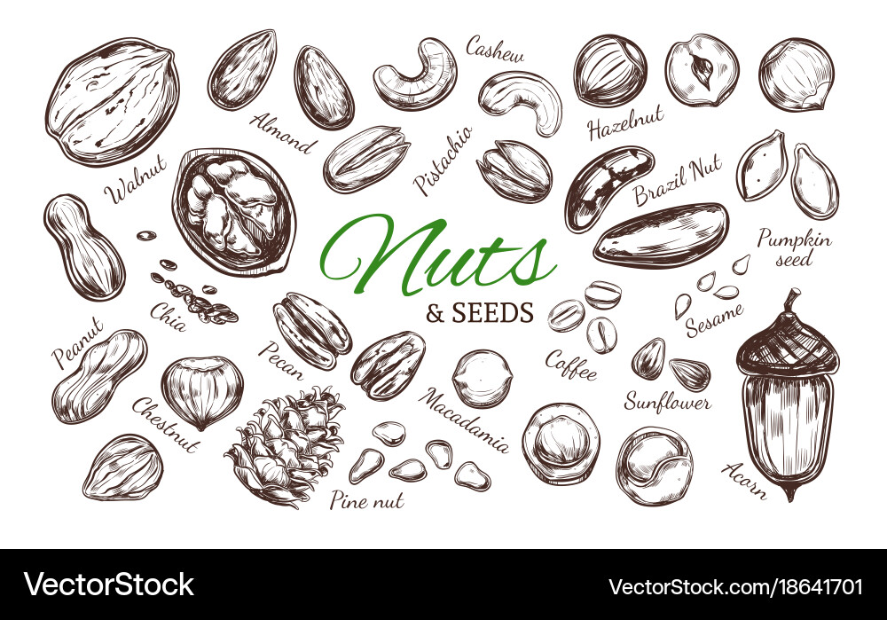 Nuts and seeds collection 1 Royalty Free Vector Image