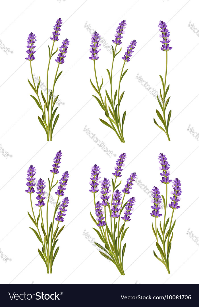 Lavender background Royalty Free Vector Image - VectorStock