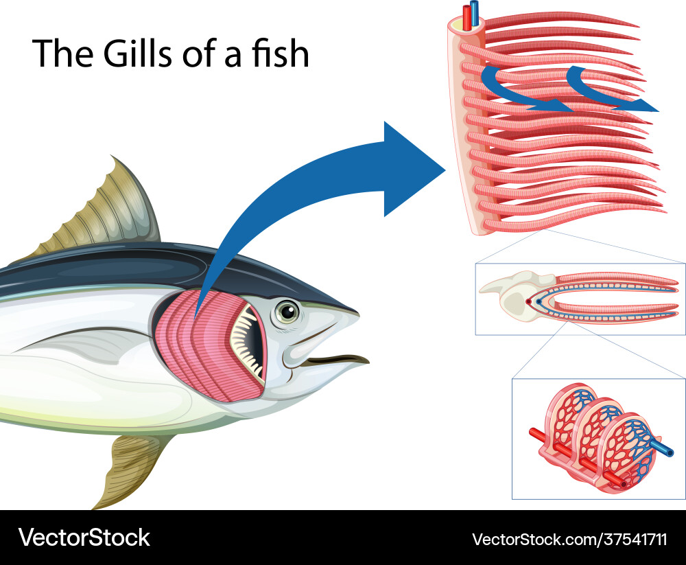 Fish Respiratory System Diagram