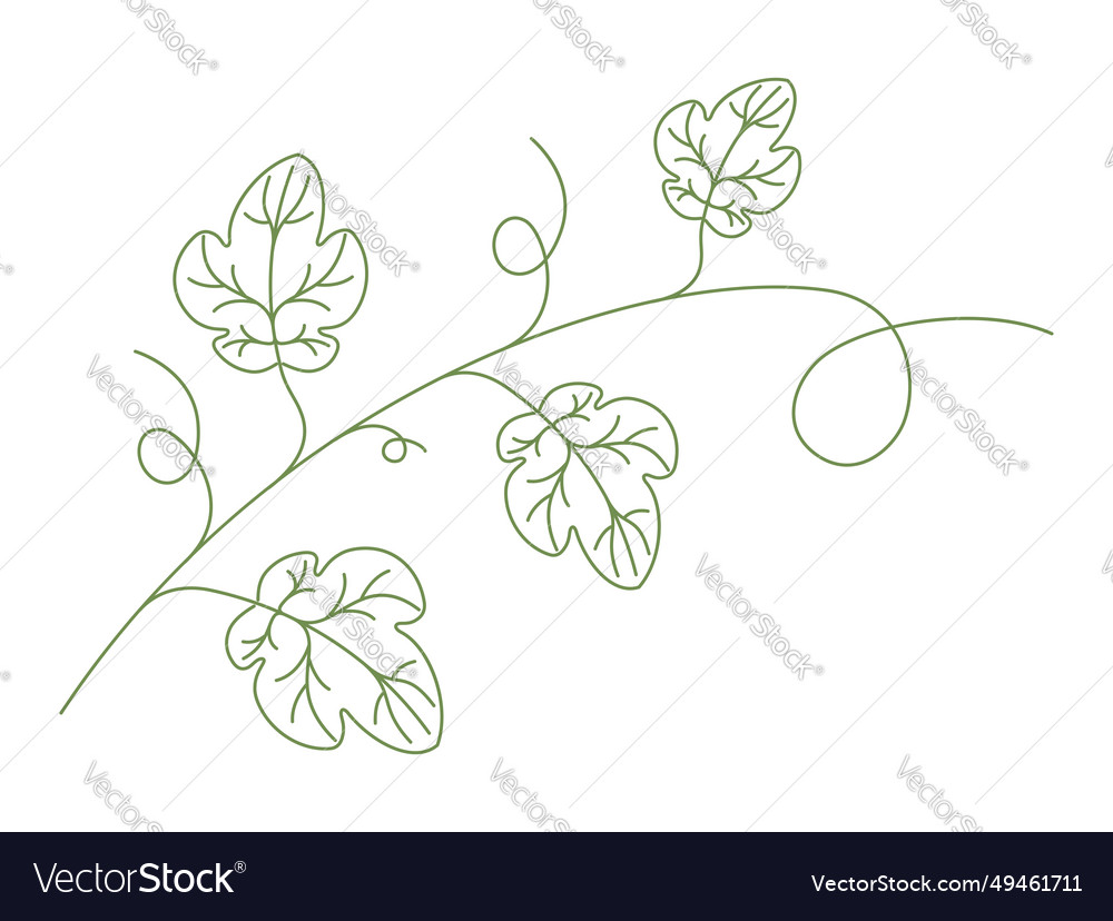 Leaves of grape vine Royalty Free Vector Image Leaves of grape vine Royalty Free Vector Image