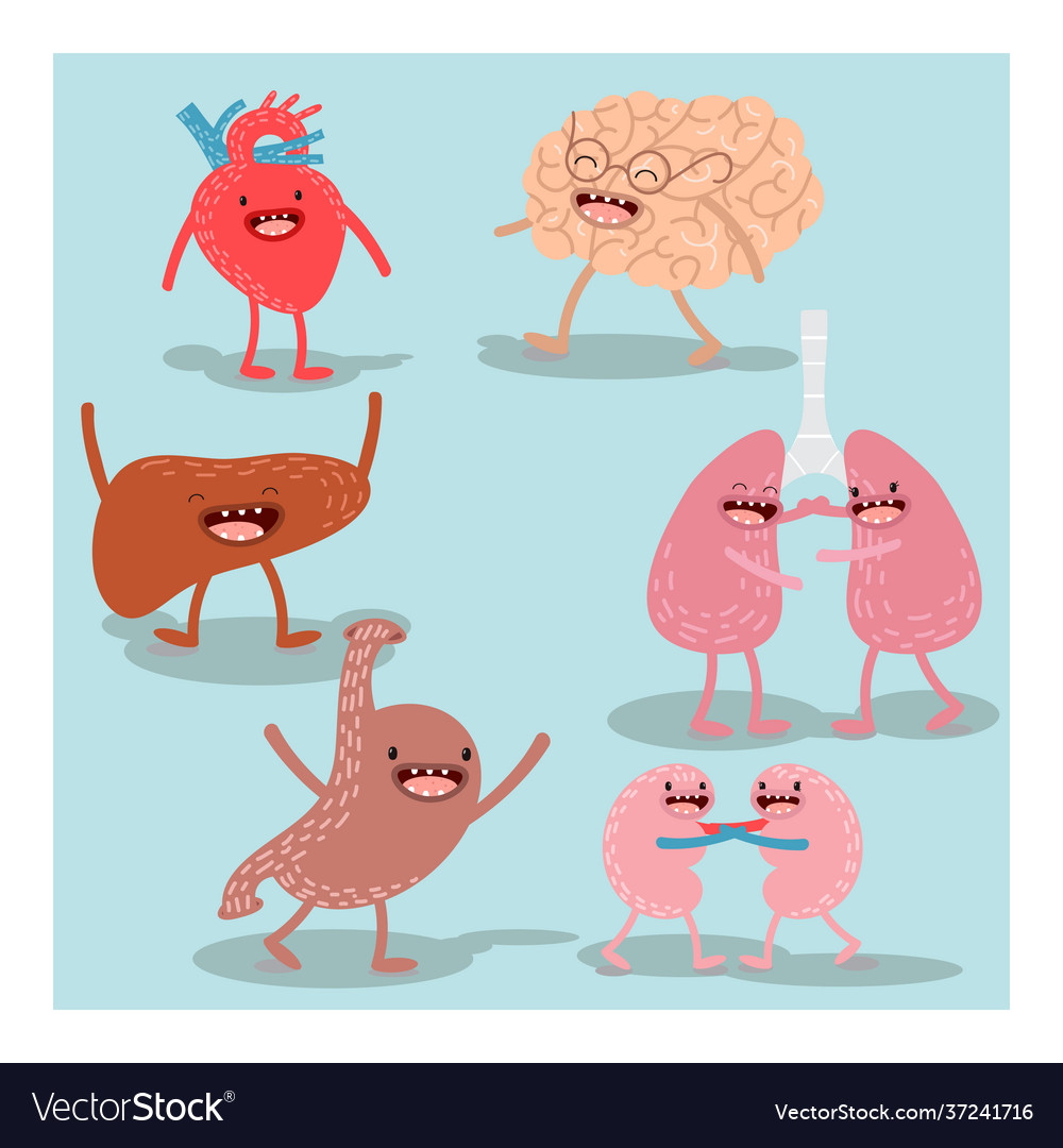 Cartoon human organs set healthy and strong cute Vector Image