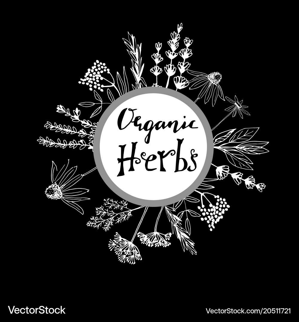 Herbs and medicinal plants collection hand Vector Image