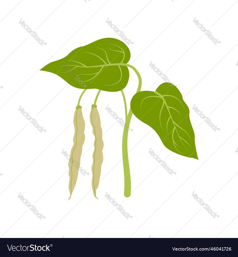 Common beans Royalty Free Vector Image - VectorStock
