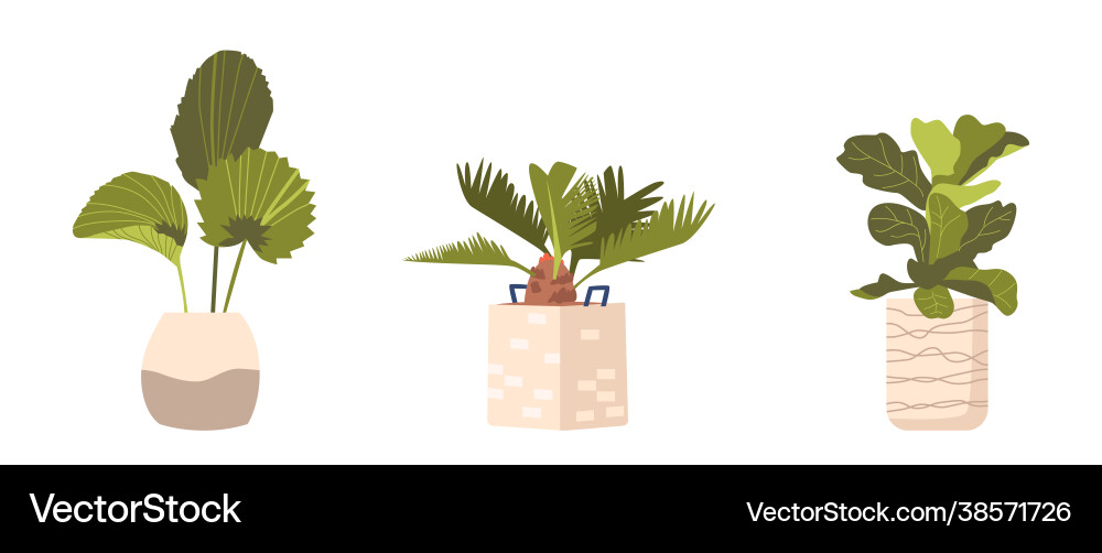 Potted palm tree banana exotic plants Royalty Free Vector