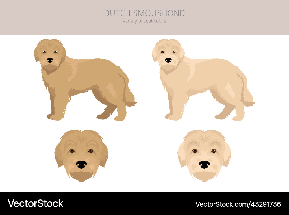 Dutch smoushond clipart different poses coat Vector Image