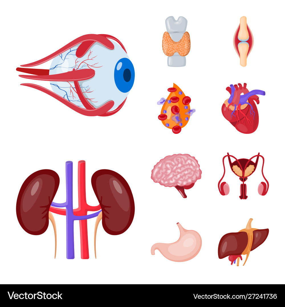 Isolated object anatomy and organ icon set Vector Image