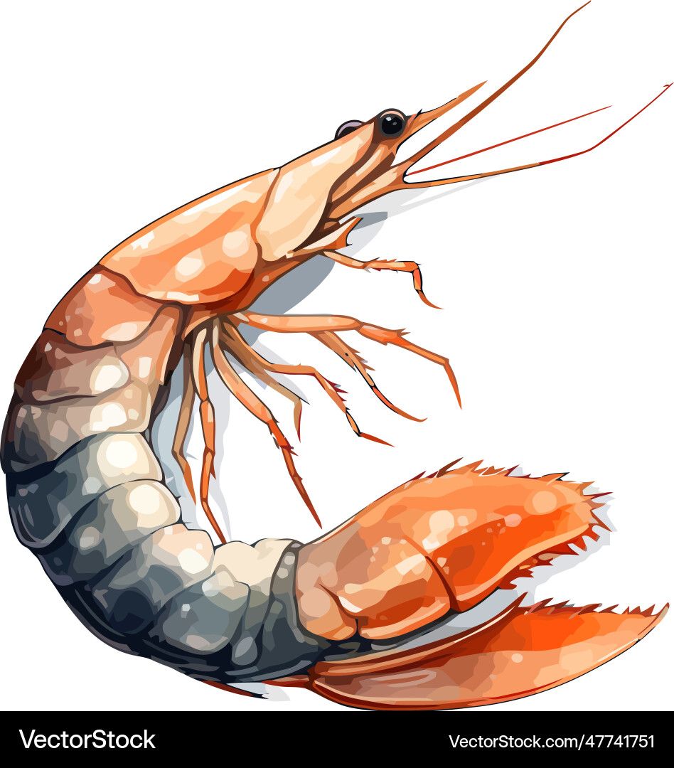 Shrimp cocktail drawing on a white background Vector Image