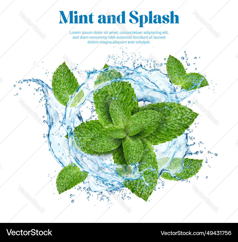 Realistic water splash with green mint leaves Vector Image