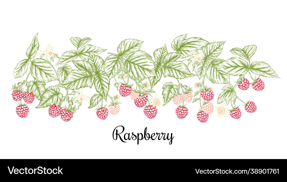 Raspberry ripe berries on branch clip art set Vector Image