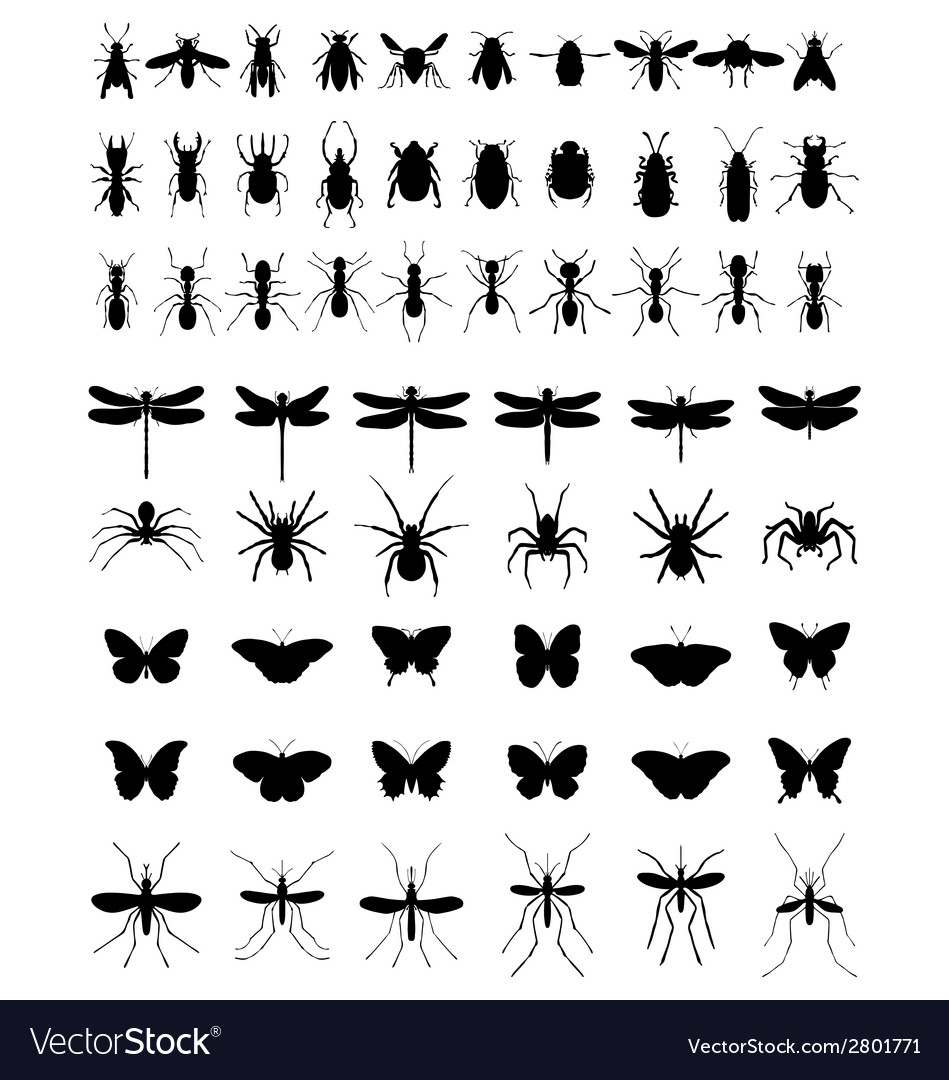 Insects 2 Royalty Free Vector Image - VectorStock