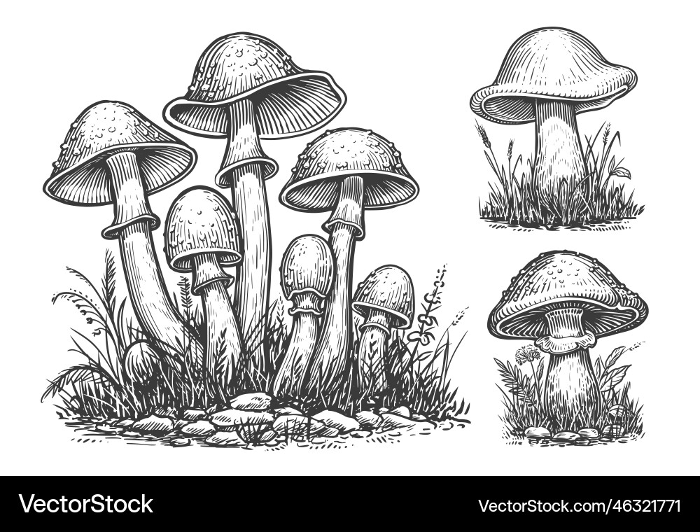 Mushrooms set hand drawn growing mushroom Vector Image