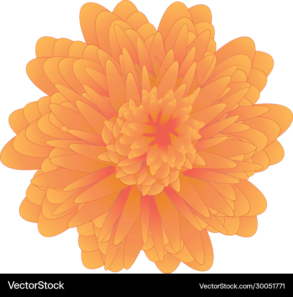 Orange flower isolated on white background Vector Image