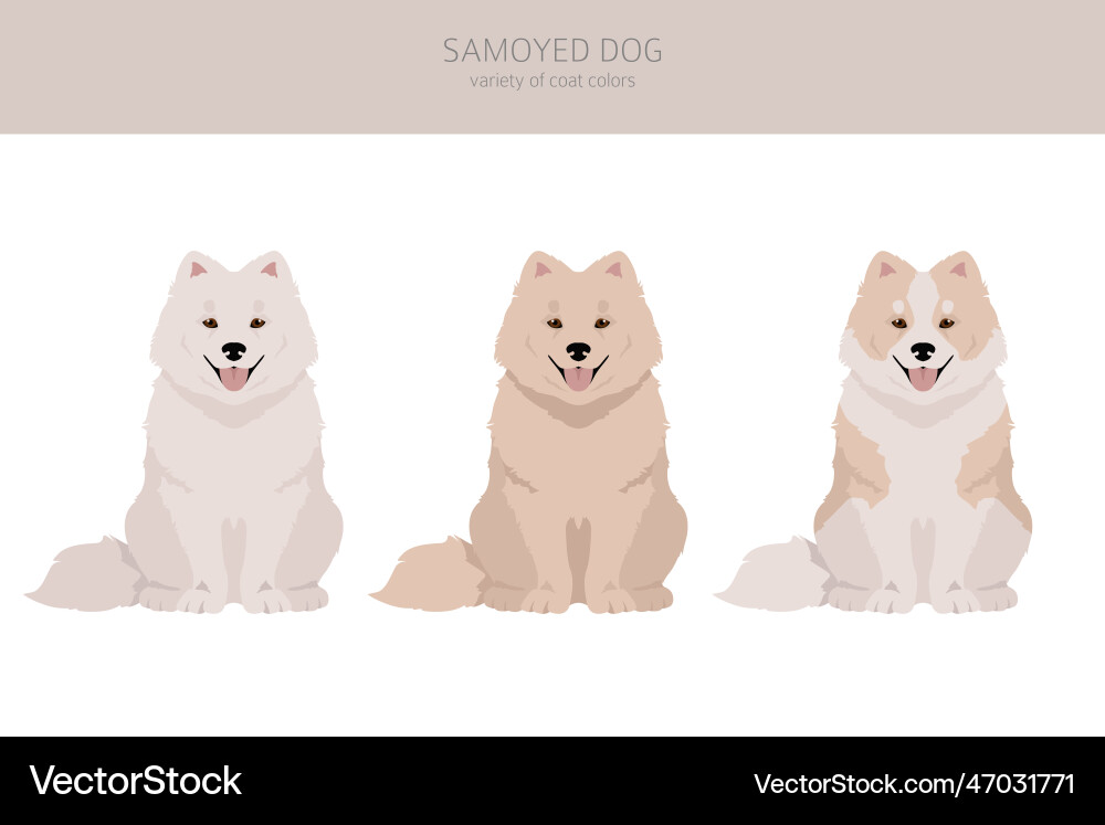 Samoyeds Cream Color