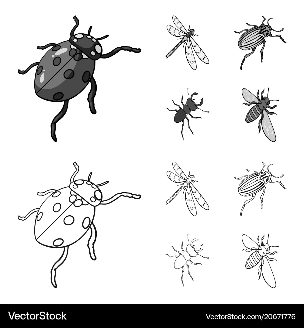 Arthropods insect ladybird dragonfly beetle Vector Image