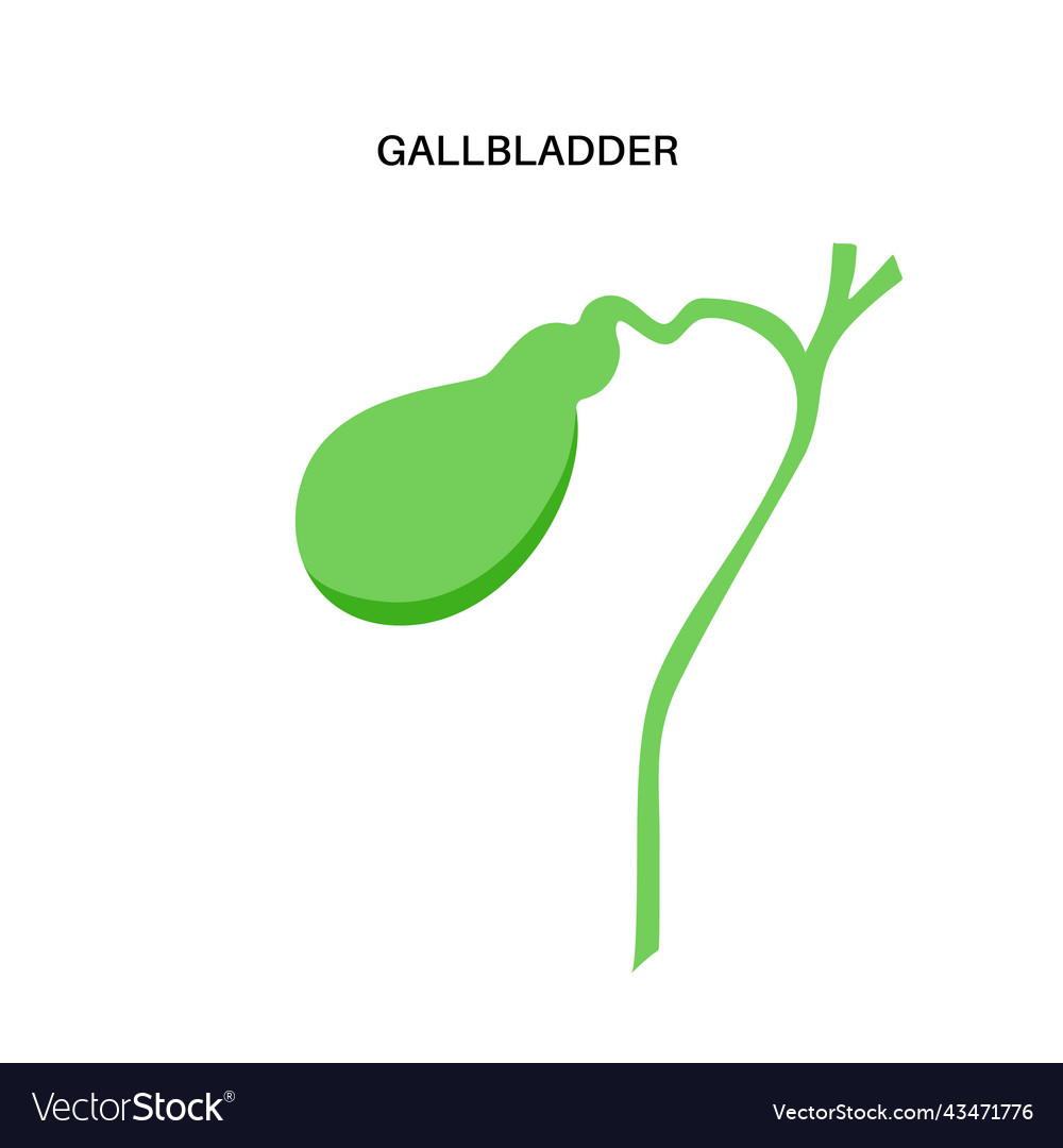 Gallbladder anatomy poster Royalty Free Vector Image Gallbladder anatomy poster Royalty Free Vector Image