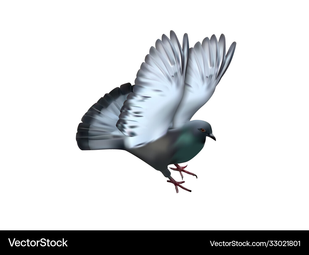Dove image isolated on white background Royalty Free Vector