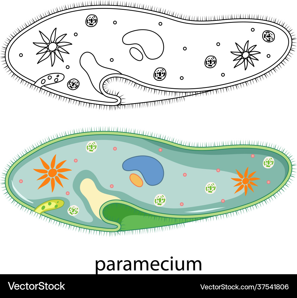 Paramecium in colour and doodle on white Vector Image