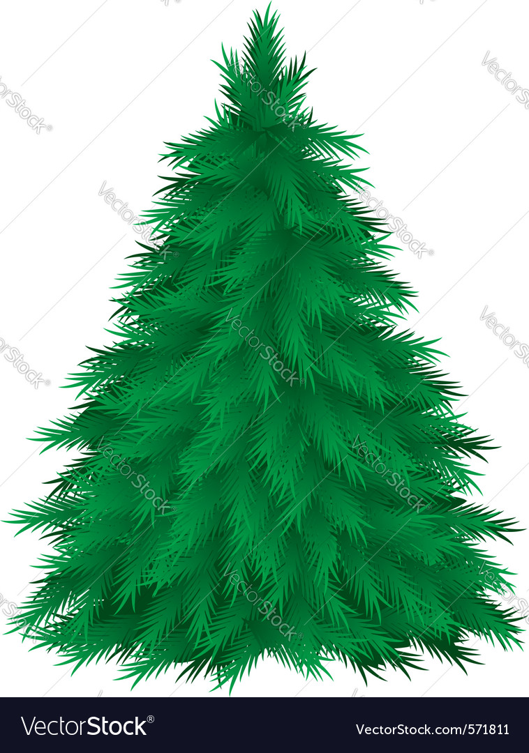 Coniferous tree Royalty Free Vector Image - VectorStock