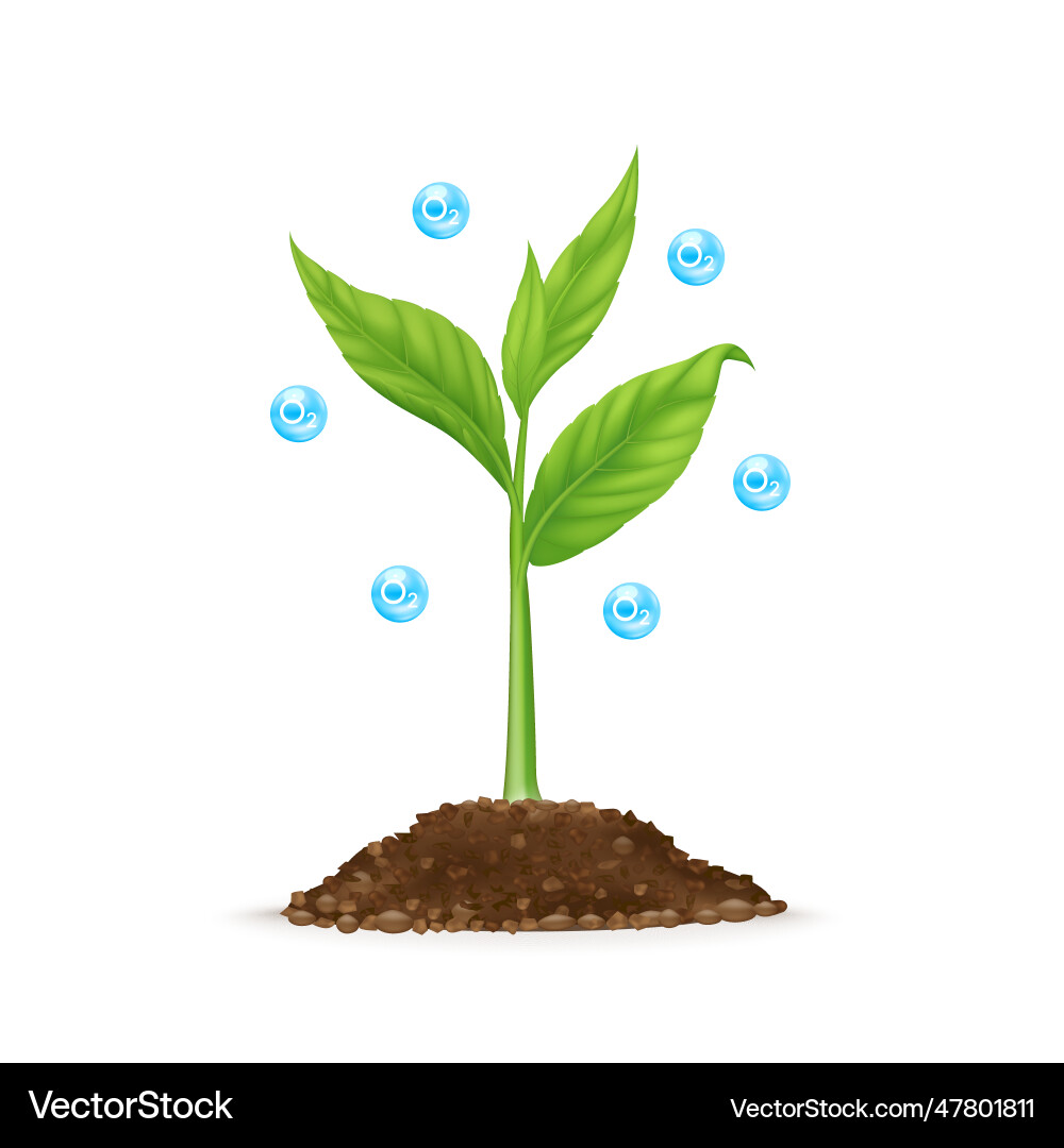 Grows from seed and oxygen o2 blue natural gas Vector Image