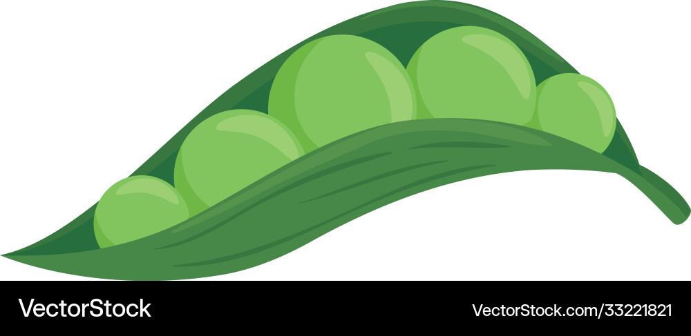 Pod pea plant in white background Royalty Free Vector Image
