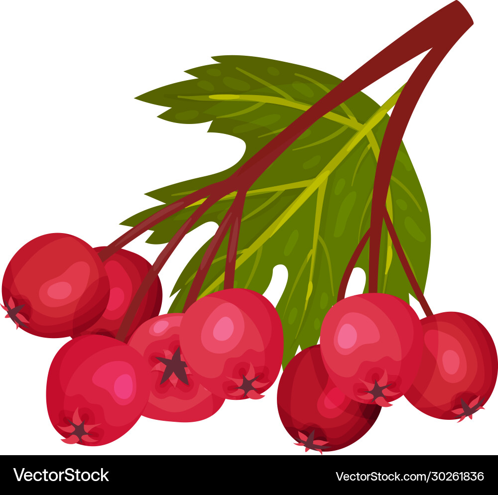 Cluster red round hawthorn berries hanging Vector Image