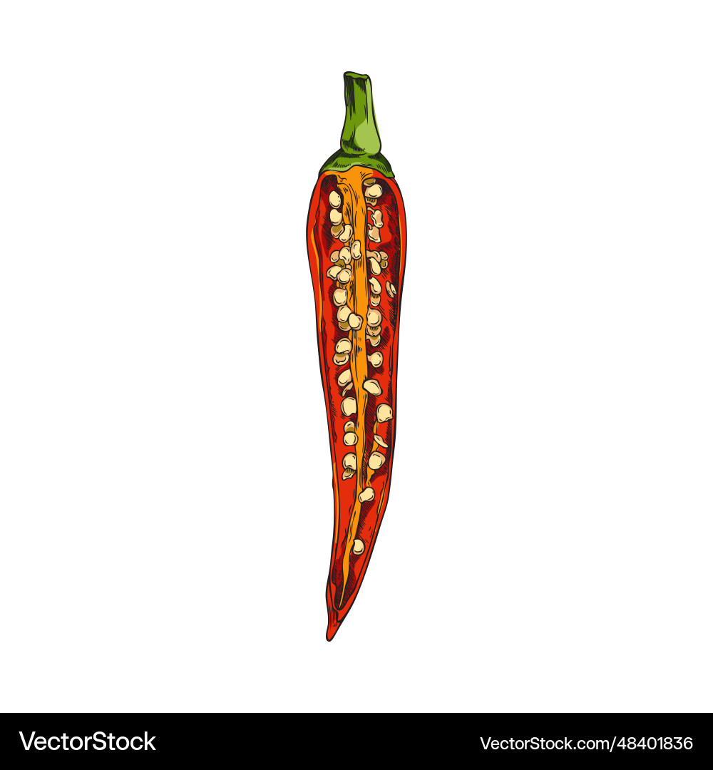 Hand drawn cut red chili pepper sketch style Vector Image