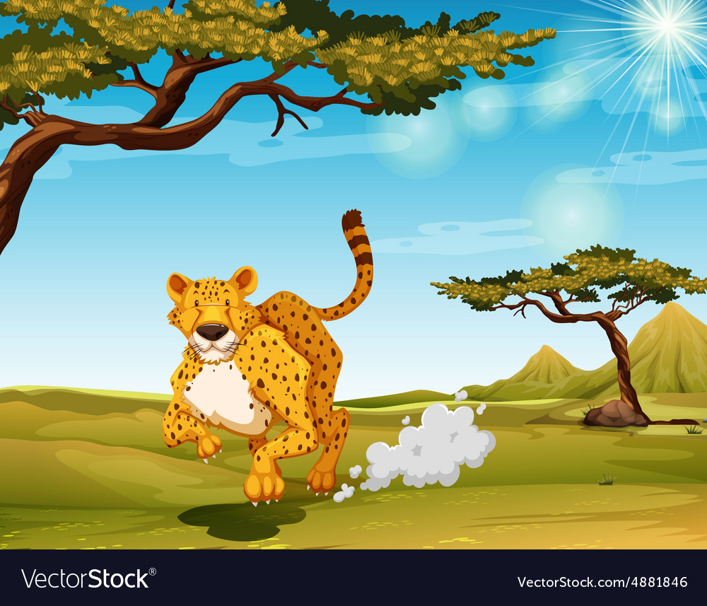 Cheetah Royalty Free Vector Image - VectorStock