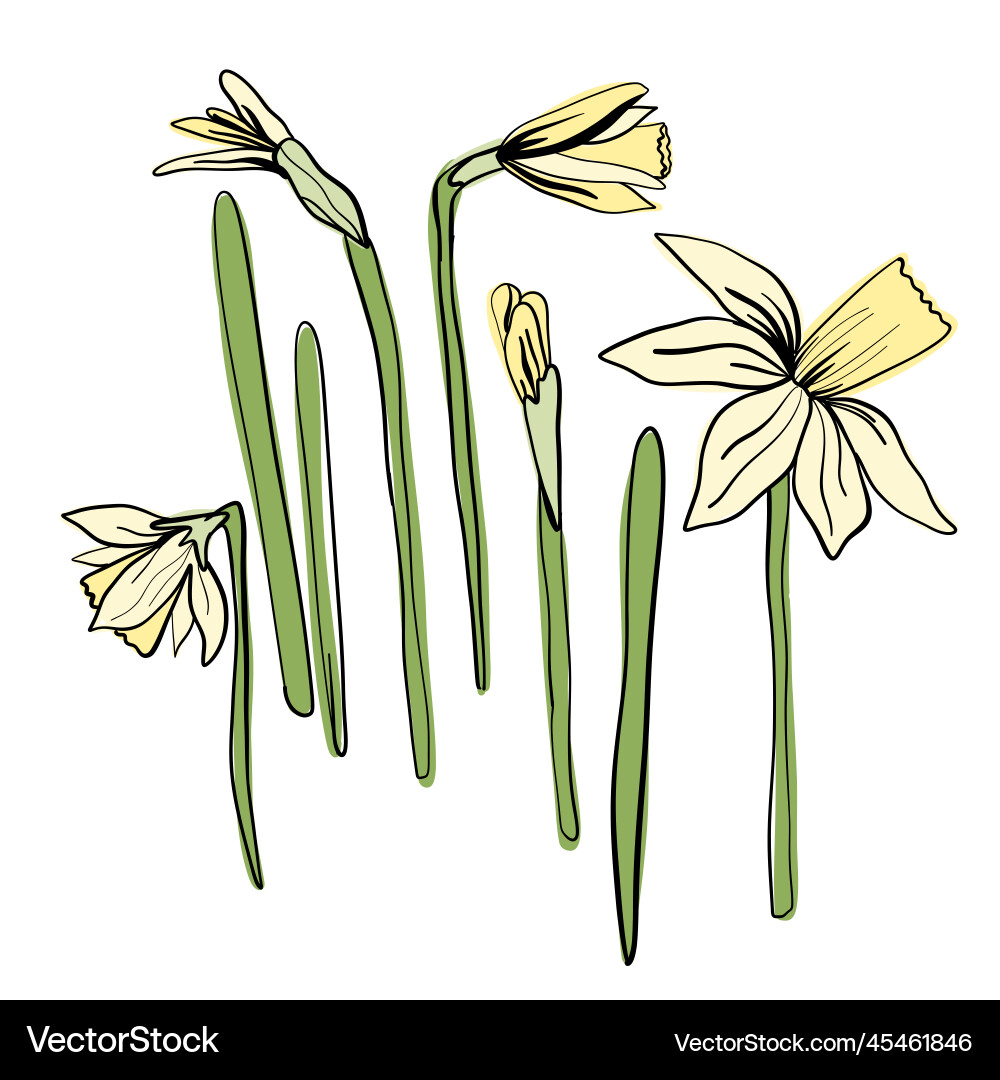 Hand draw set with various daffodils Royalty Free Vector