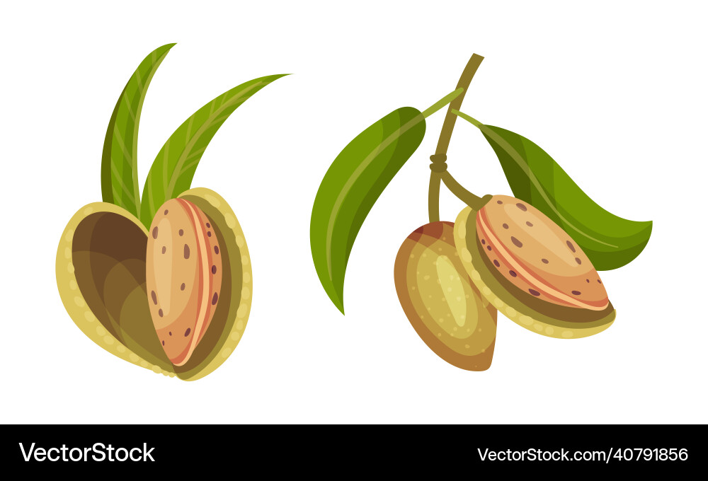 Almond plant branch with inshell almonds Vector Image