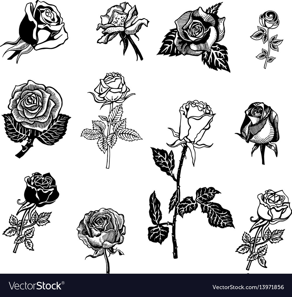 Roses design elements Royalty Free Vector Image
