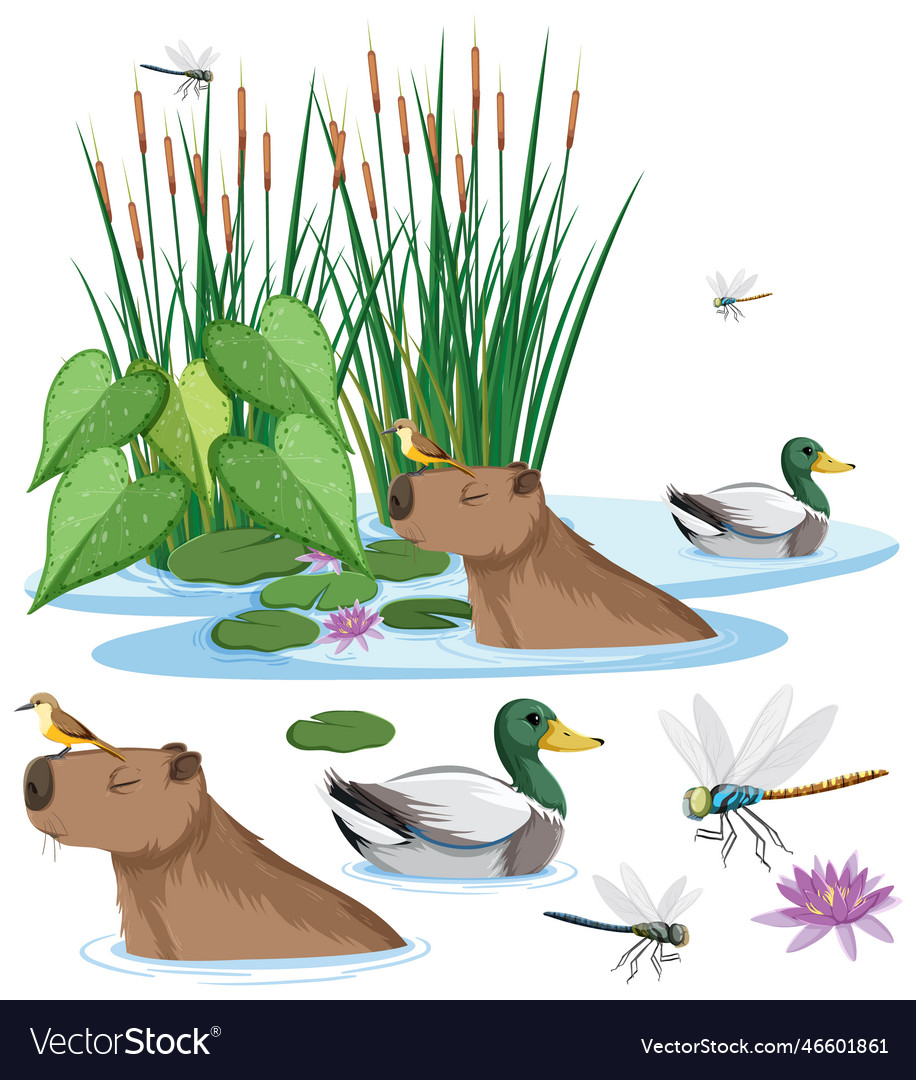 Capybara and duck in the pond Royalty Free Vector Image Capybara and duck in the pond Royalty Free Vector Image
