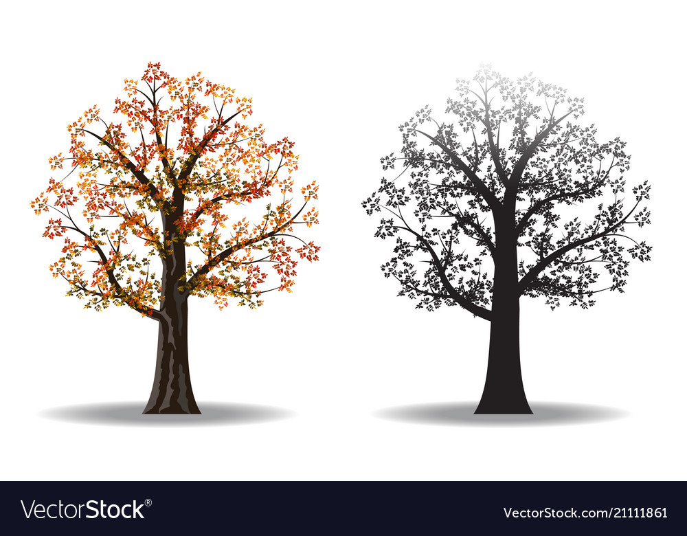 Red autumn tree Royalty Free Vector Image - VectorStock