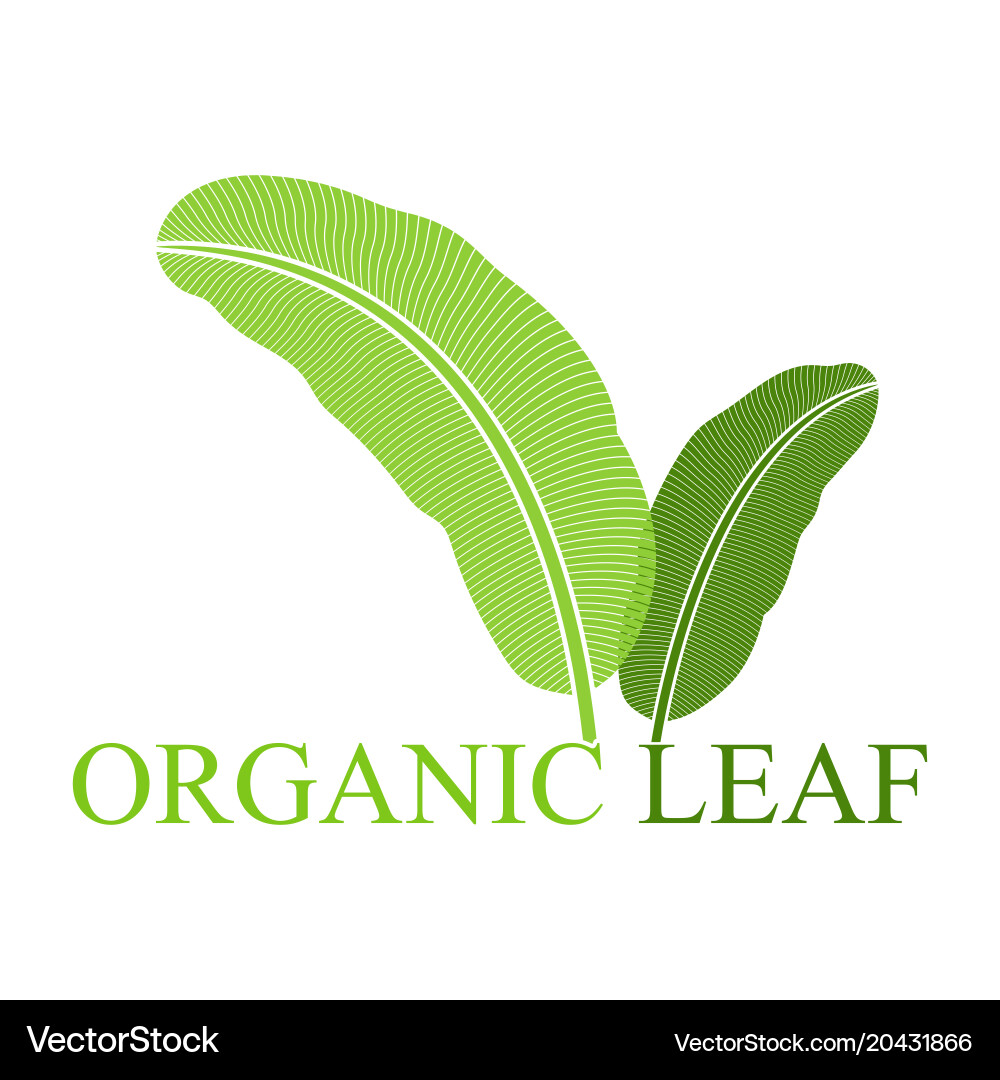 Organic natural green leaf logo Royalty Free Vector Image