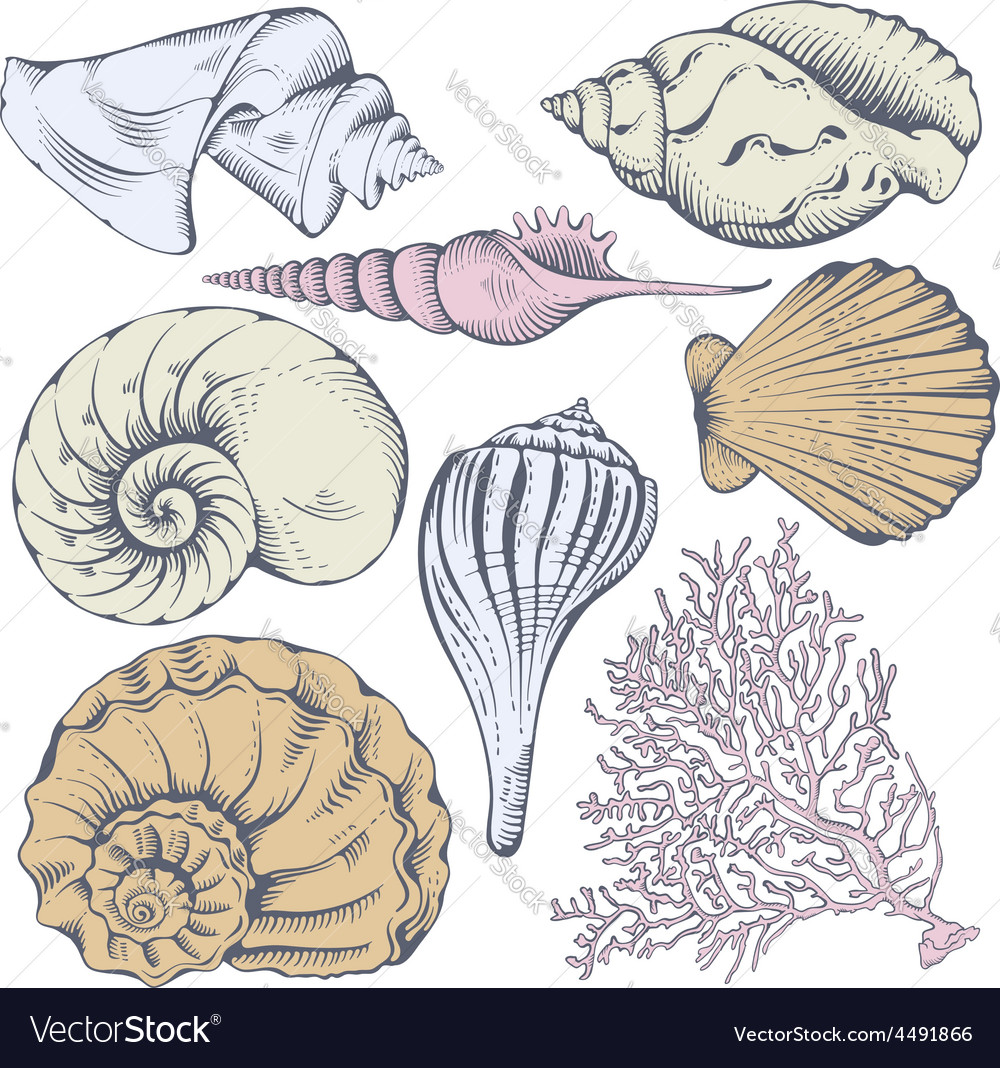 Shell set Royalty Free Vector Image - VectorStock